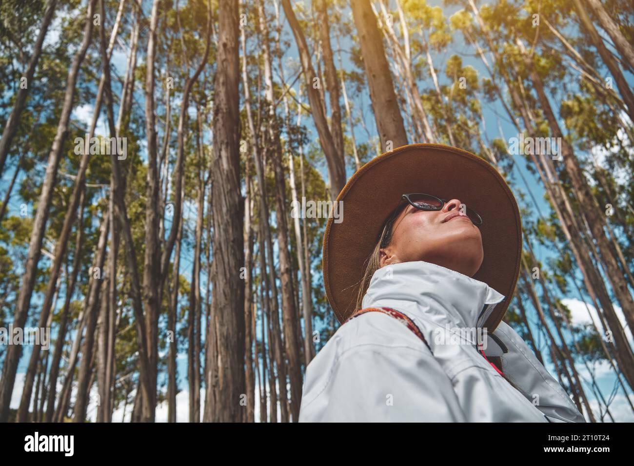 Tourist exploring Eucalyptus forest near qenqo in cusco Peru, Trees ...