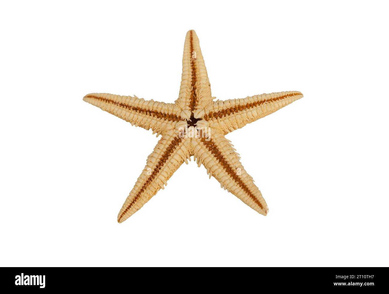 Tube feet starfish hi-res stock photography and images - Alamy