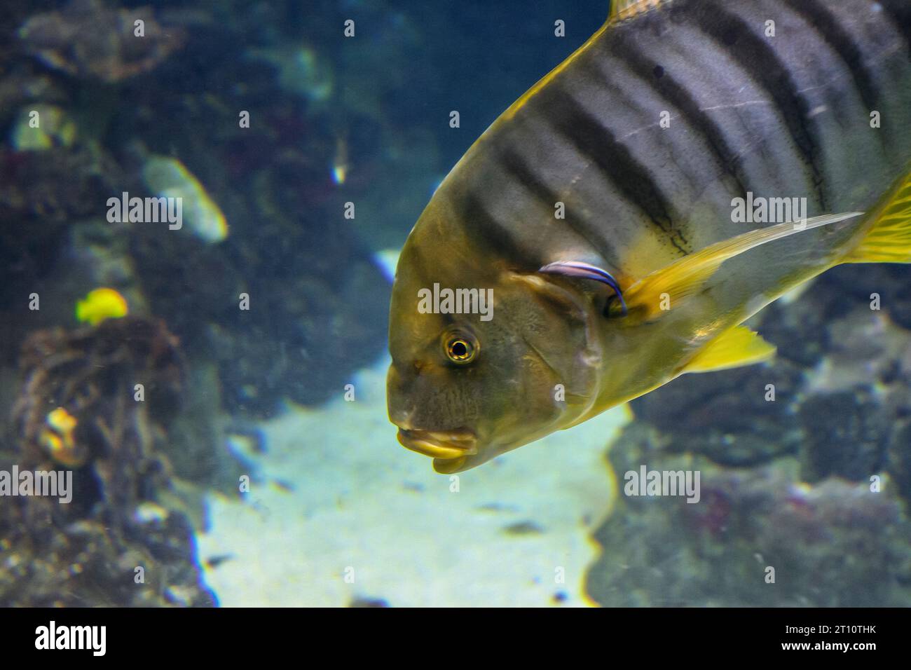 Golden trevally or gnathanodon speciosus. Also known as the golden ...