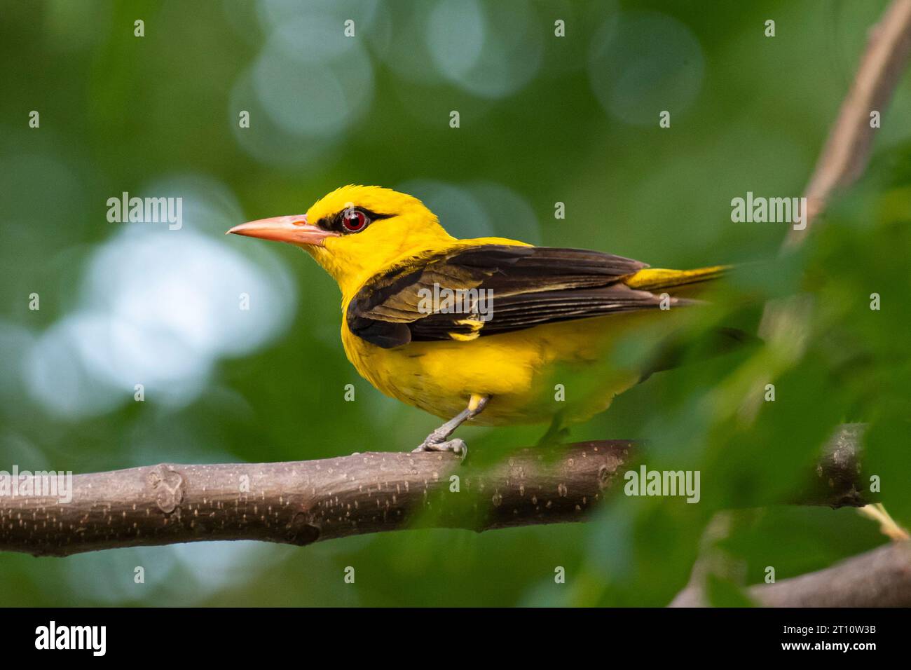 Indian Golden Oriole Stock Photo - Alamy