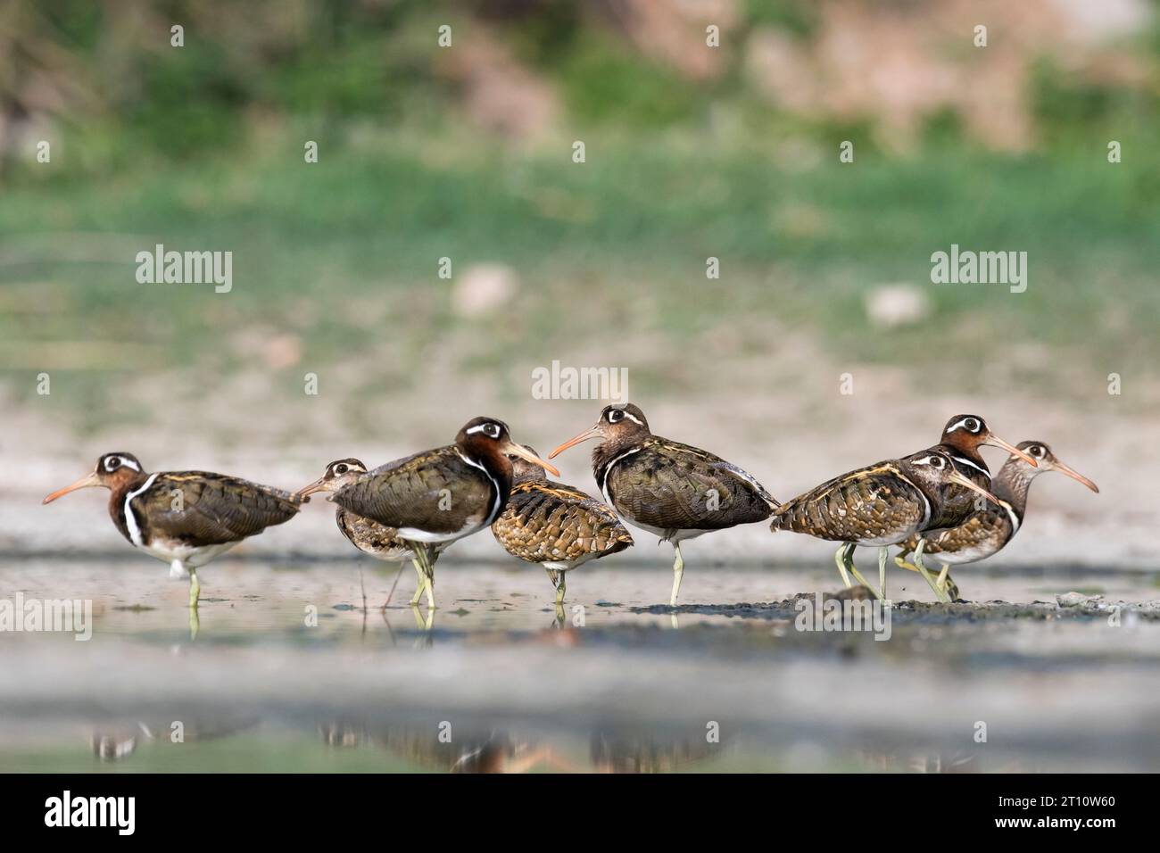 Painted snipes hi-res stock photography and images - Alamy