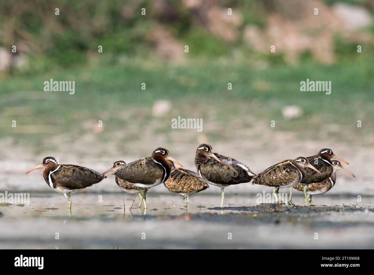 Painted snipes hi-res stock photography and images - Alamy