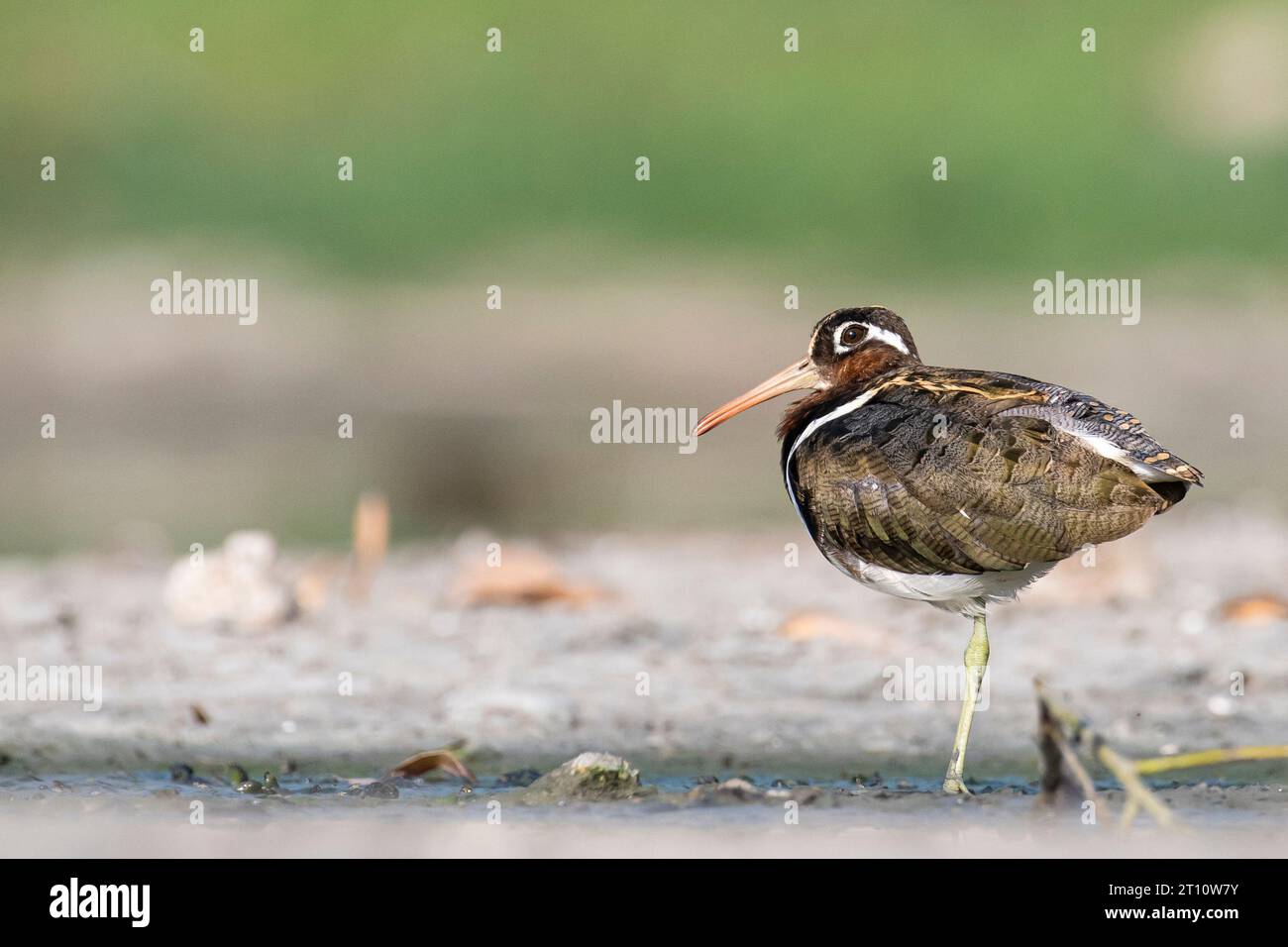 Greater Painted Snipe Stock Photo - Alamy