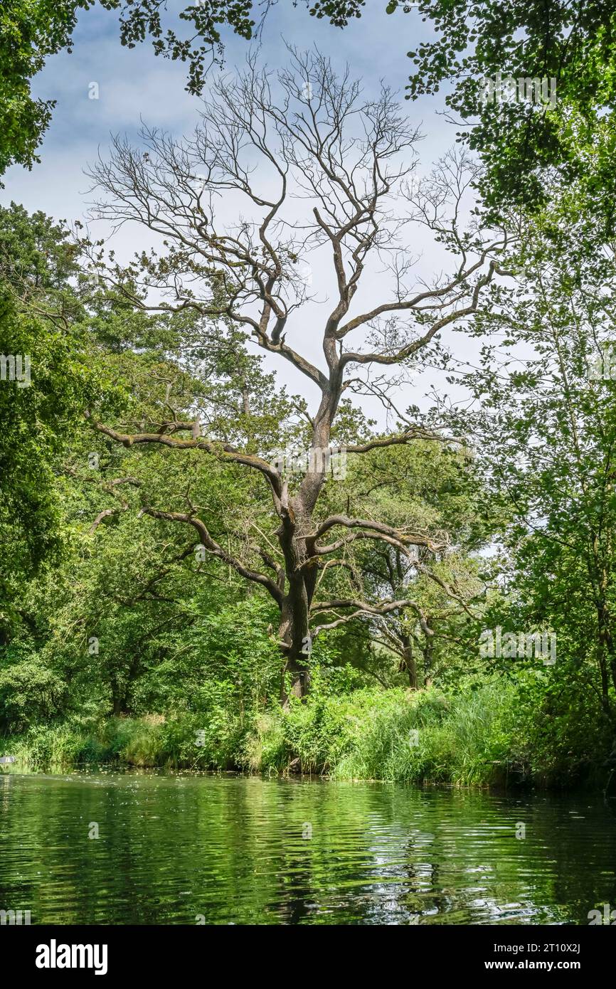 Abgestorbener Baum, Trockenheit, Leiper Graben, Fließ, Kanal, Leipe ...