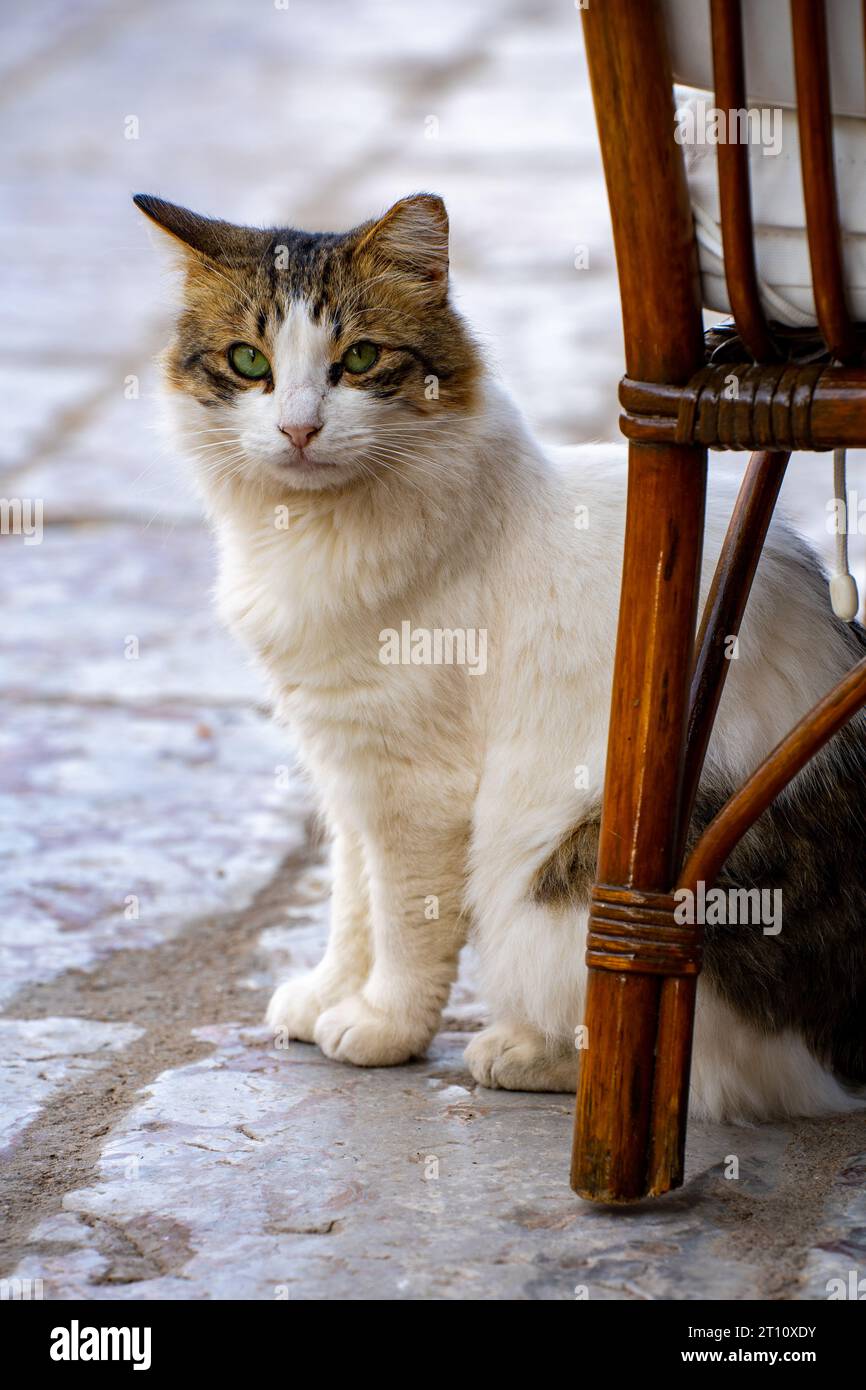 Greece has one of the worlds largest feral cat populations. Here a cat ...