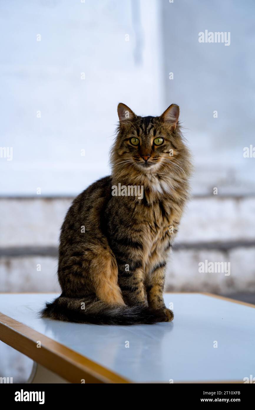 Greece has one of the worlds largest feral cat populations. Here a cat ...