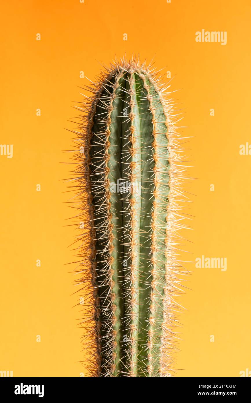 Kaktus hi-res stock photography and images - Alamy