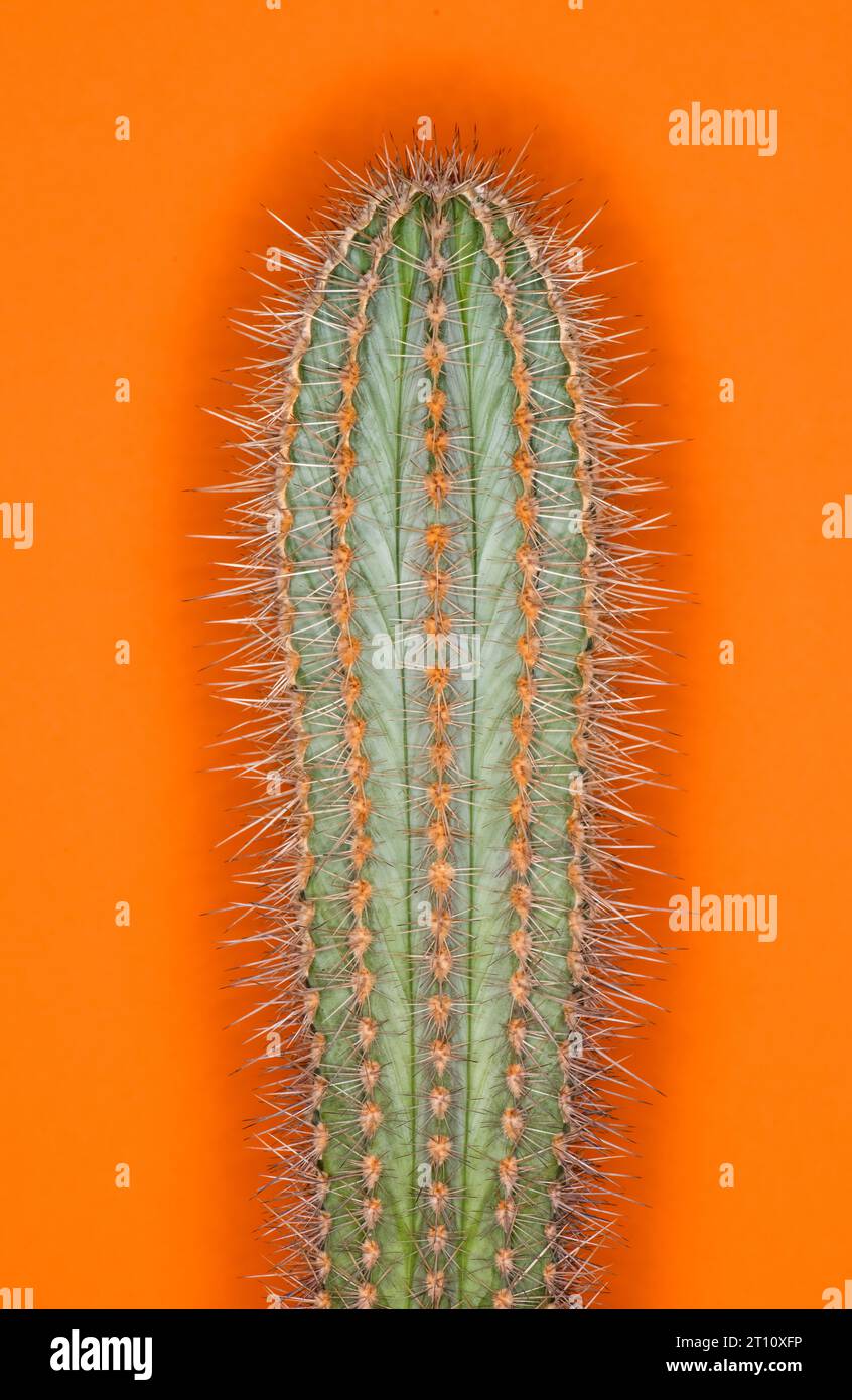 Kaktus hi-res stock photography and images - Alamy