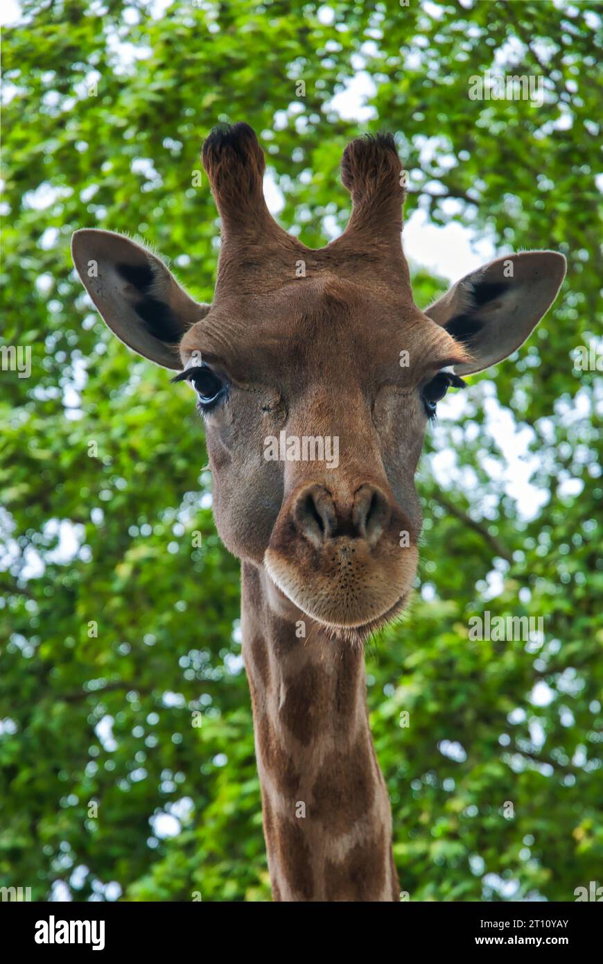 Calma serena hi-res stock photography and images - Alamy