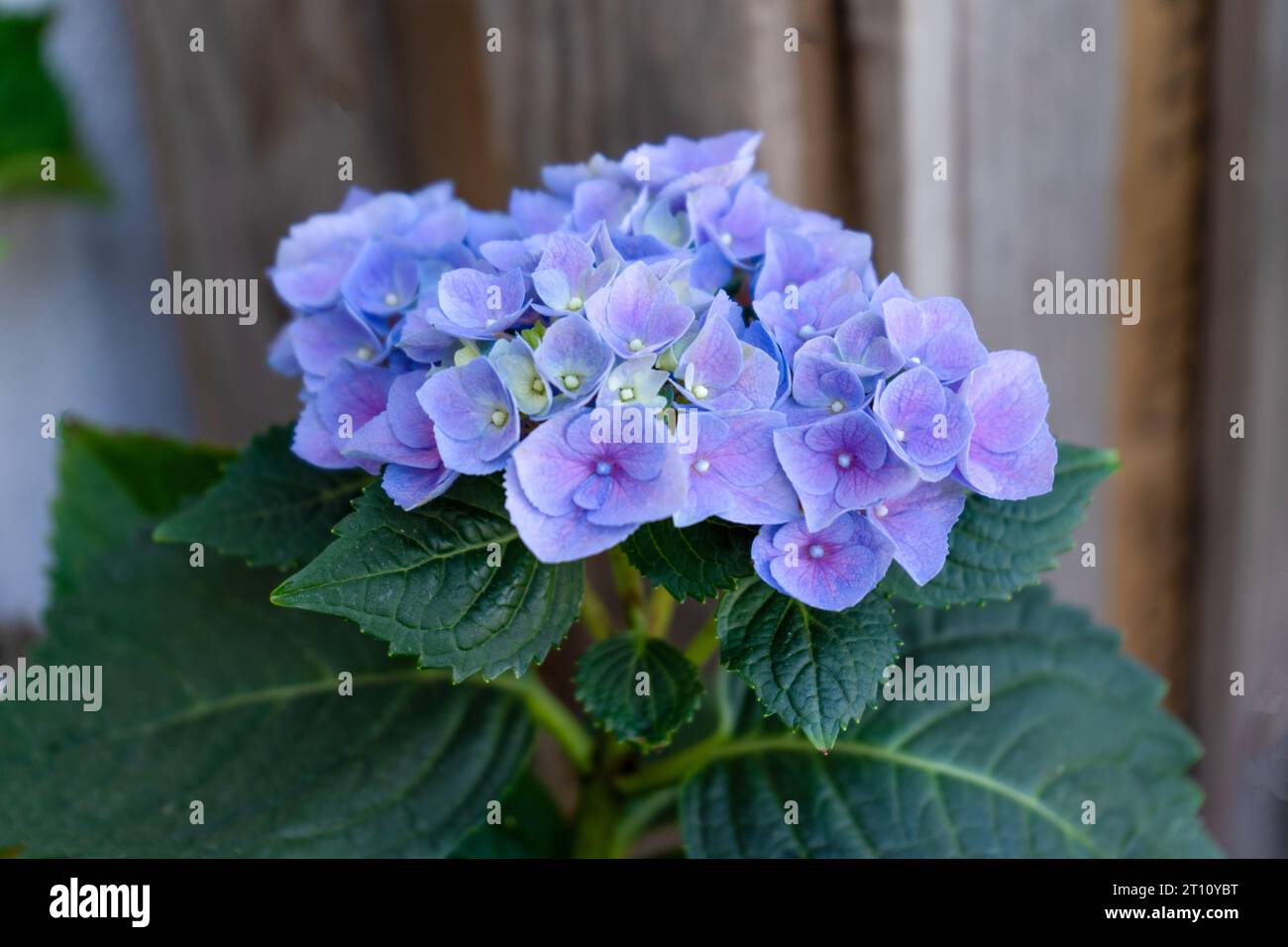 Hydrangea flower of blue-violet color. Bud close-up. Garden plant ...