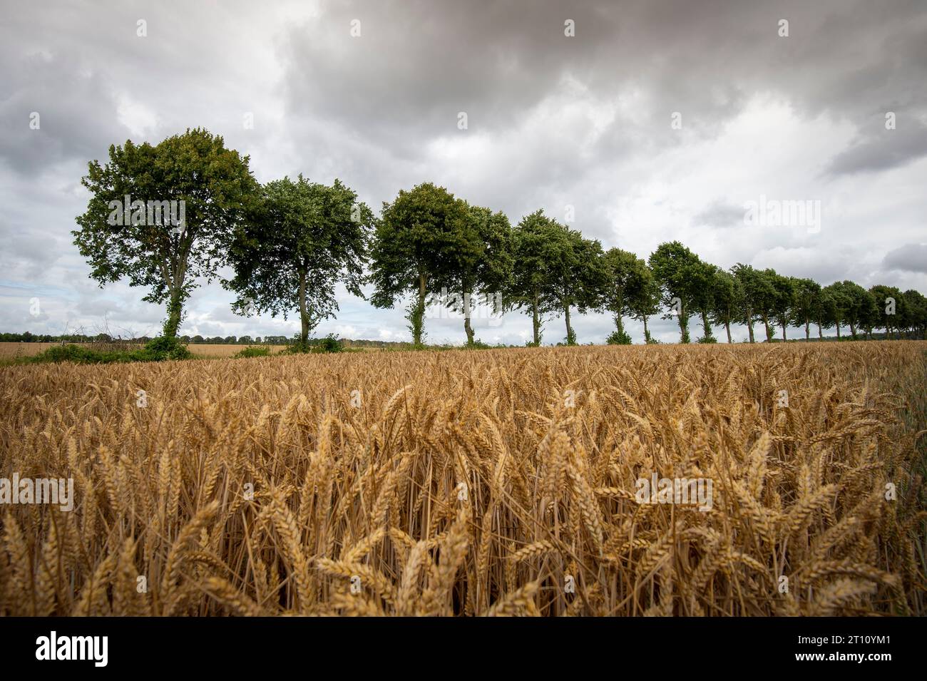 Wheat field with trees Stock Photo - Alamy