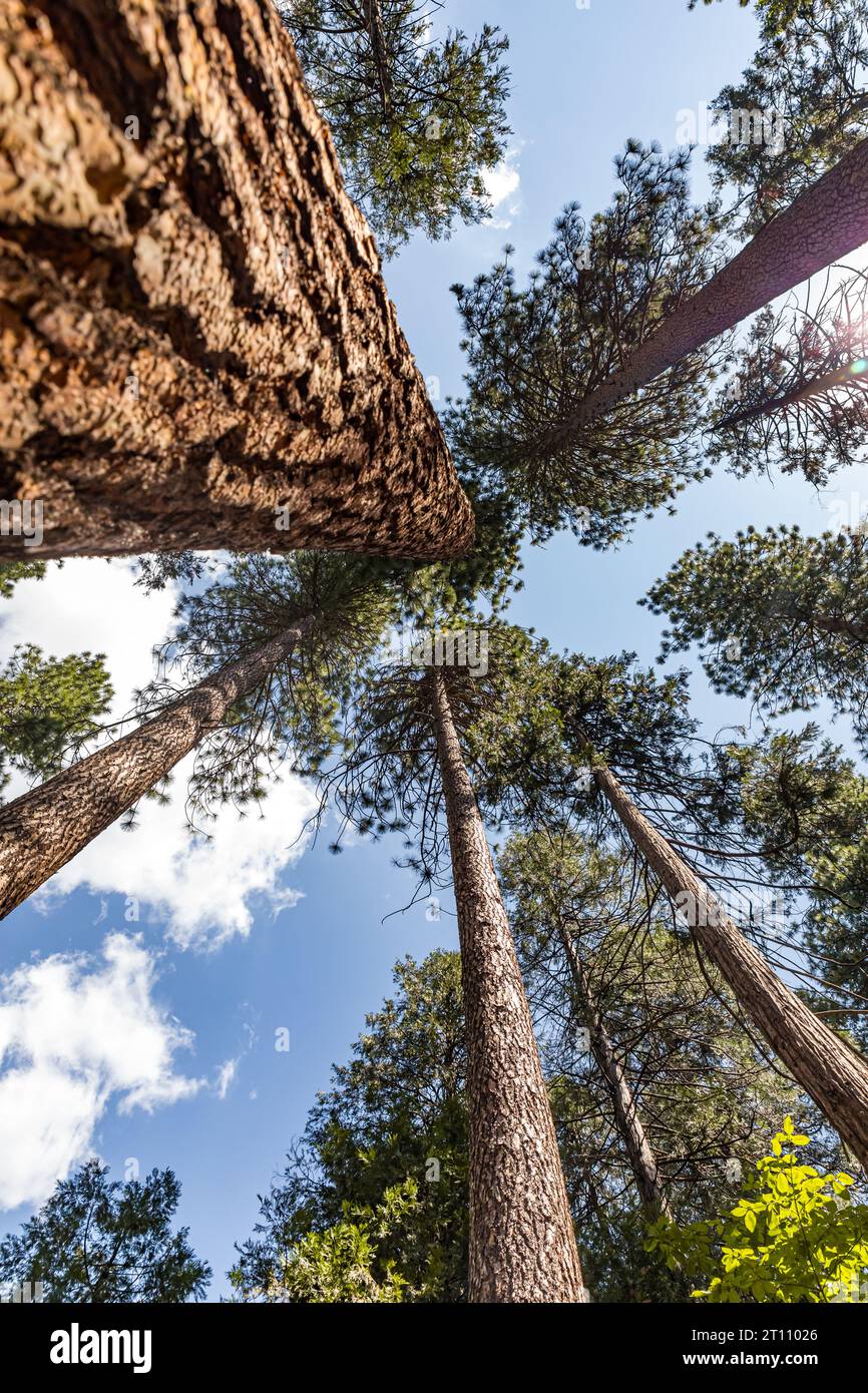 Sugar pine trees, a photo taken from below in Yosemite National Park ...