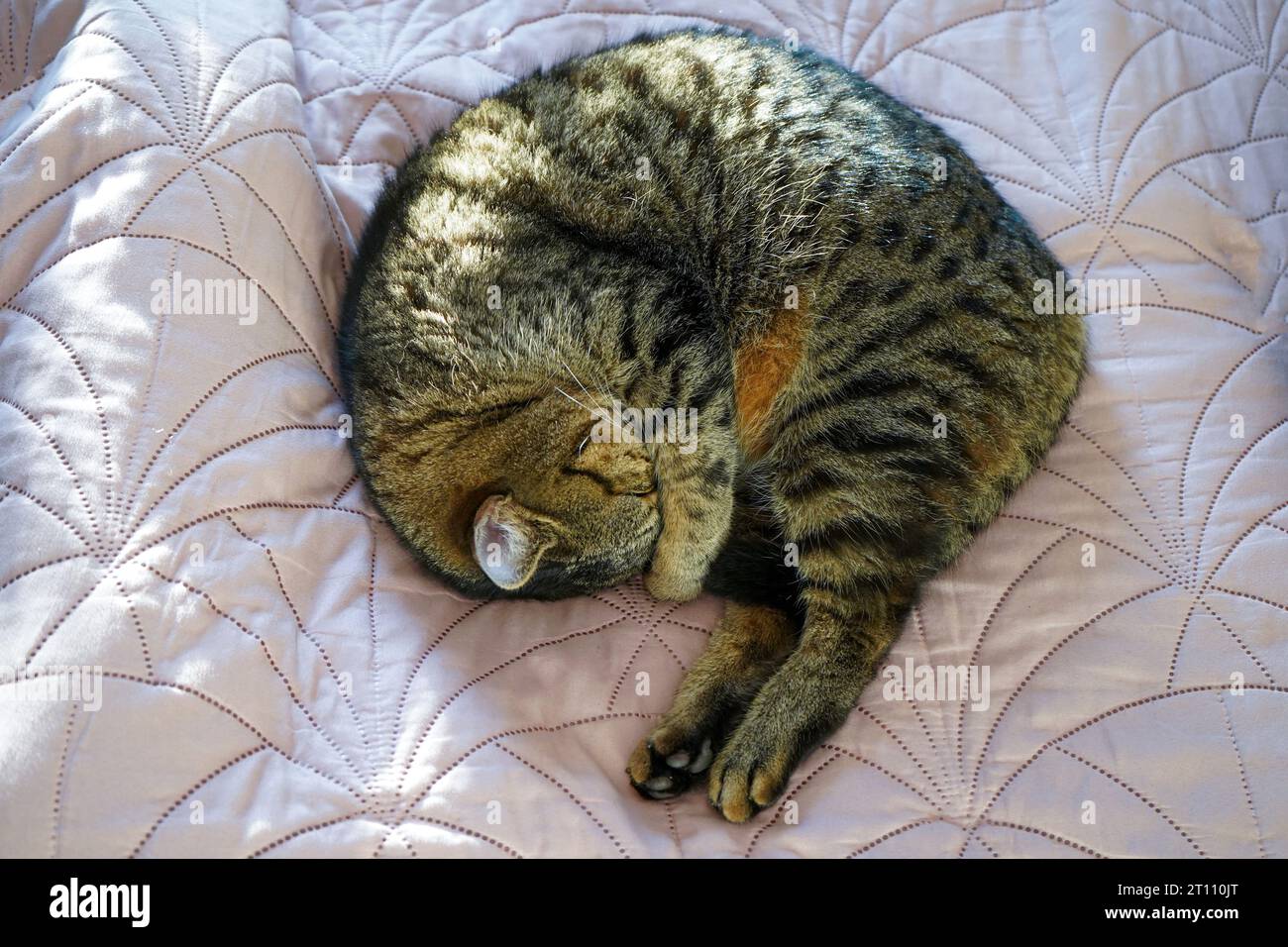 The cat sleeps curled up on the bed. Domestic tabby cat of the European ...