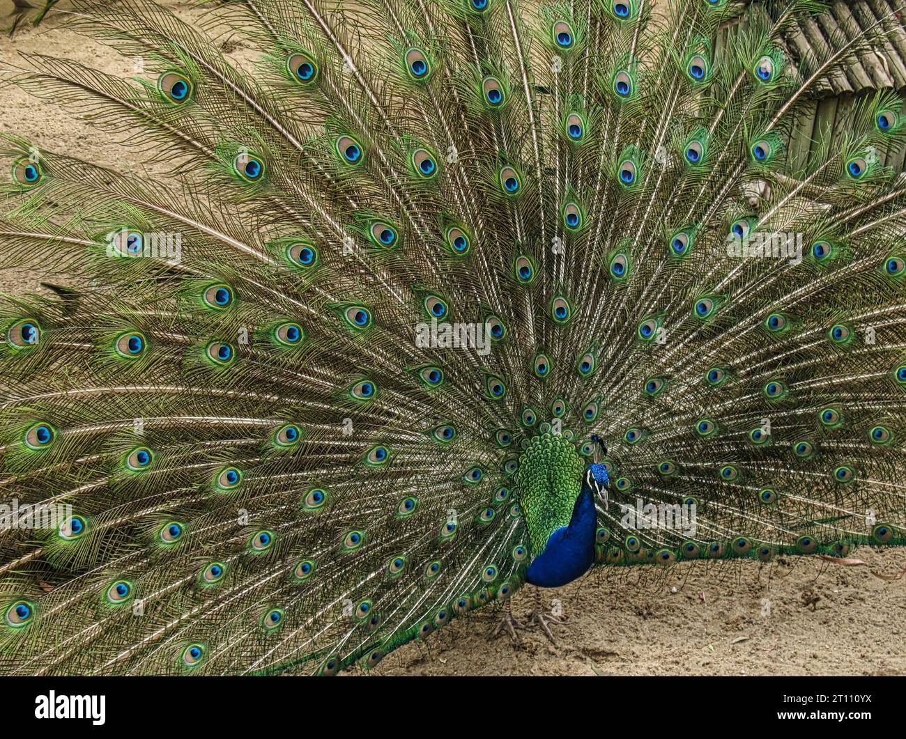 Cauda hi-res stock photography and images - Alamy