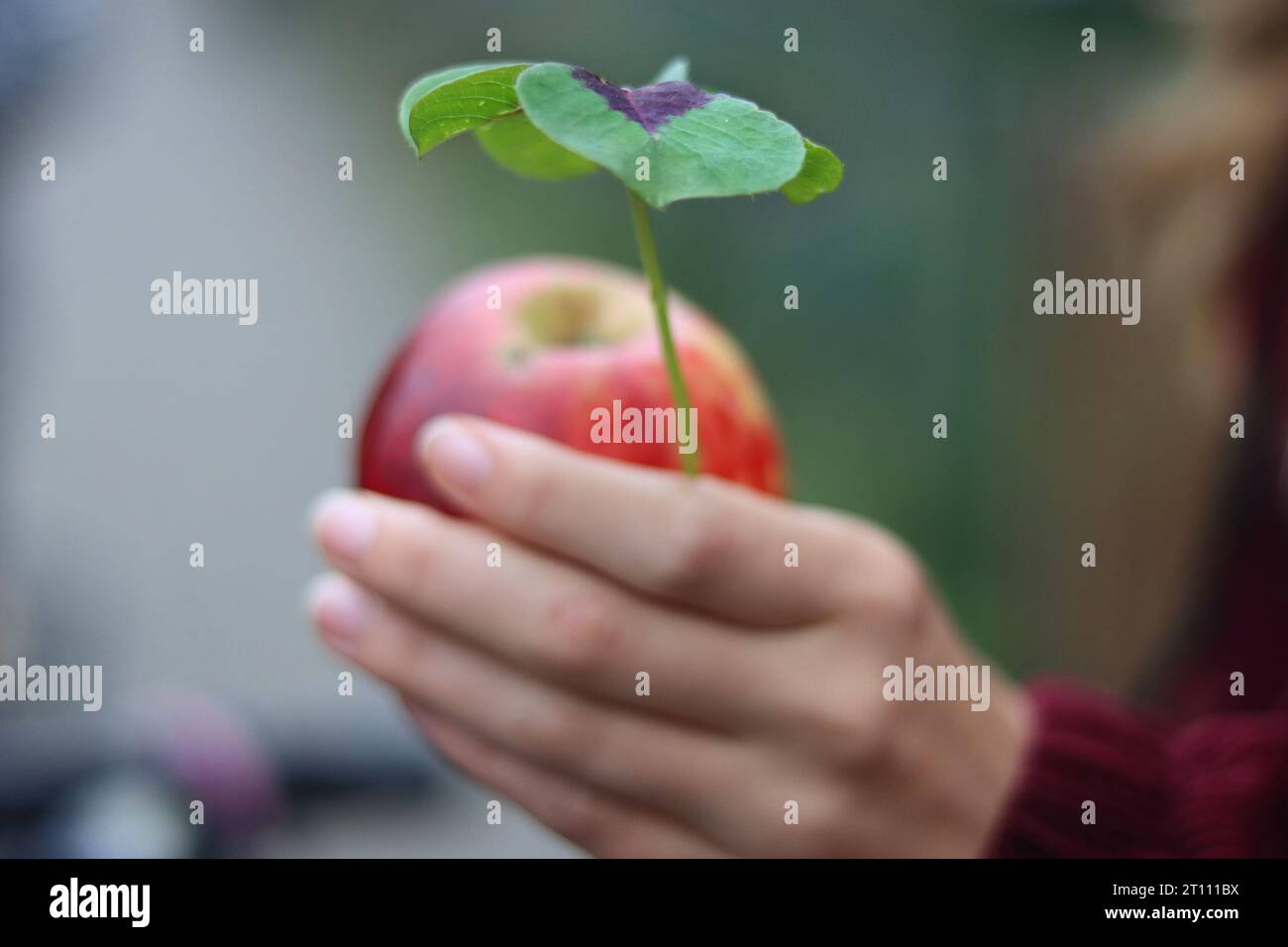 Four leaf Clover in the blurred female hand holding red apple and good ...