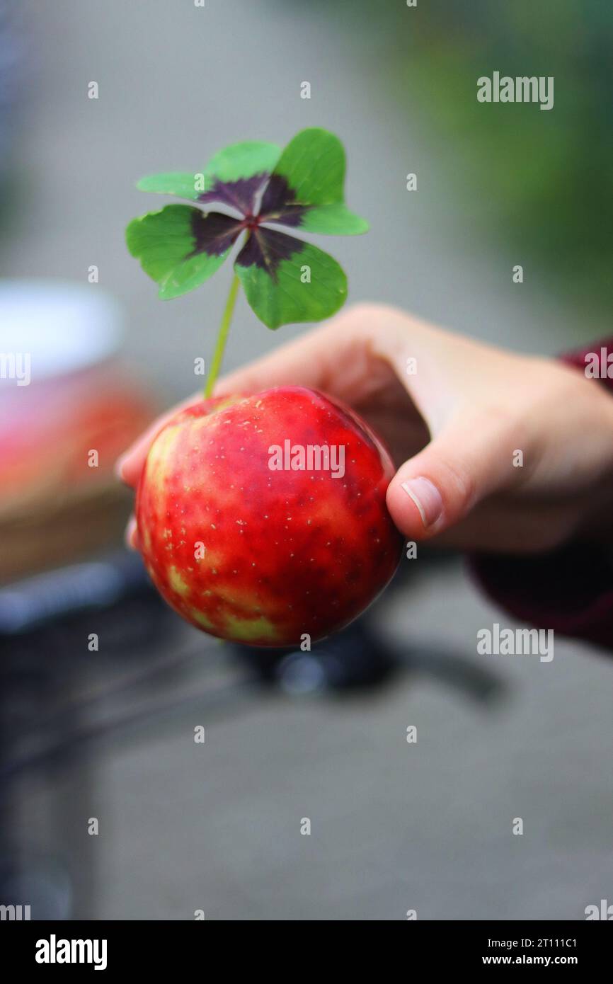 Female hand holding red apple and good luck leaf, four leaf clover ...