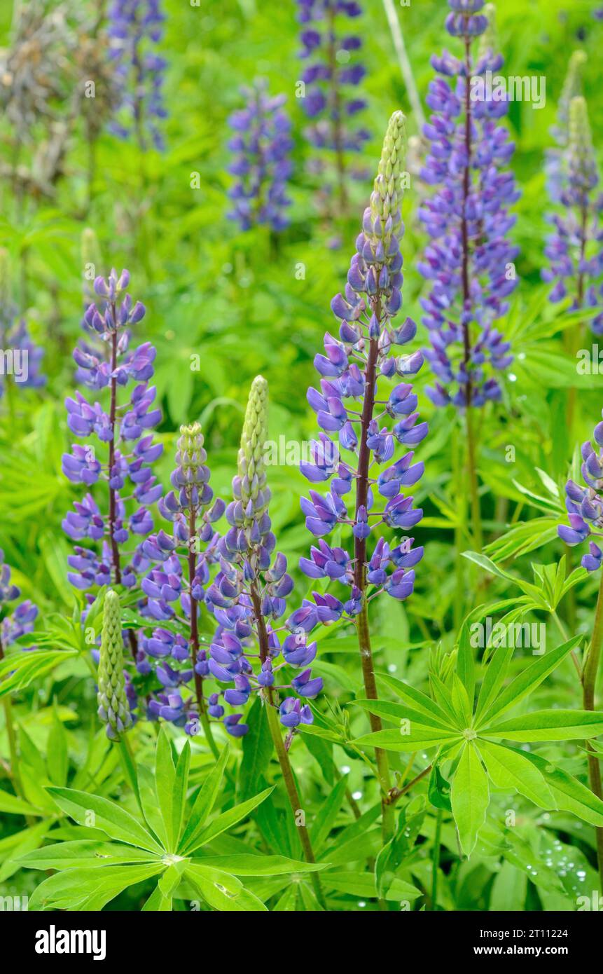 Native prairie plants hi-res stock photography and images - Alamy