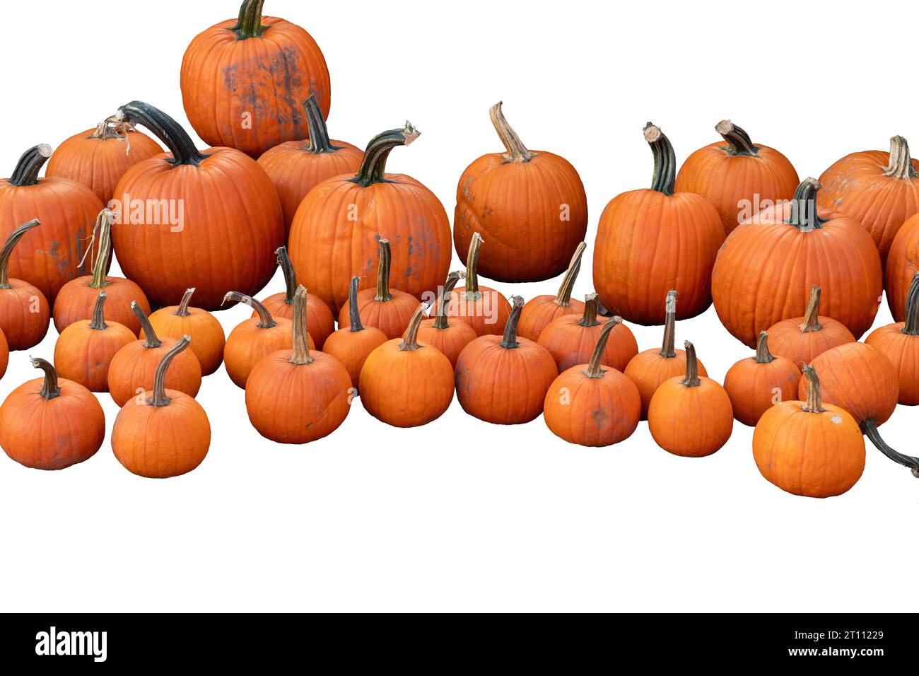 Real pumpkins of different sizes isolated on white background Stock Photo - Alamy