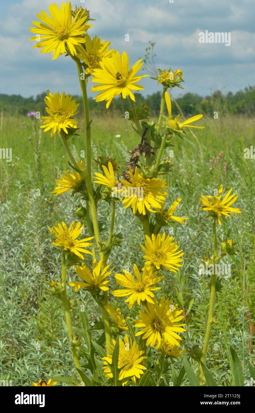 compass plant on the prairie Stock Photo - Alamy