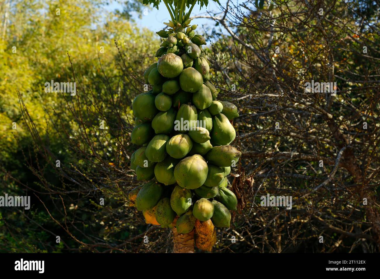 Papaya tree, green and ripe papaya fruits on the tree, various fruits ...