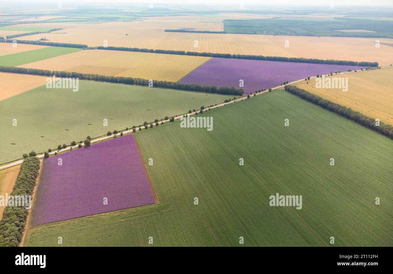 Aerial top view of lavender field at summer day Stock Photo - Alamy