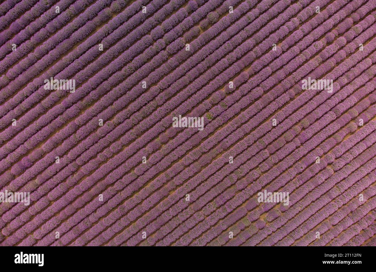 Aerial top view of lavender field at summer day Stock Photo - Alamy