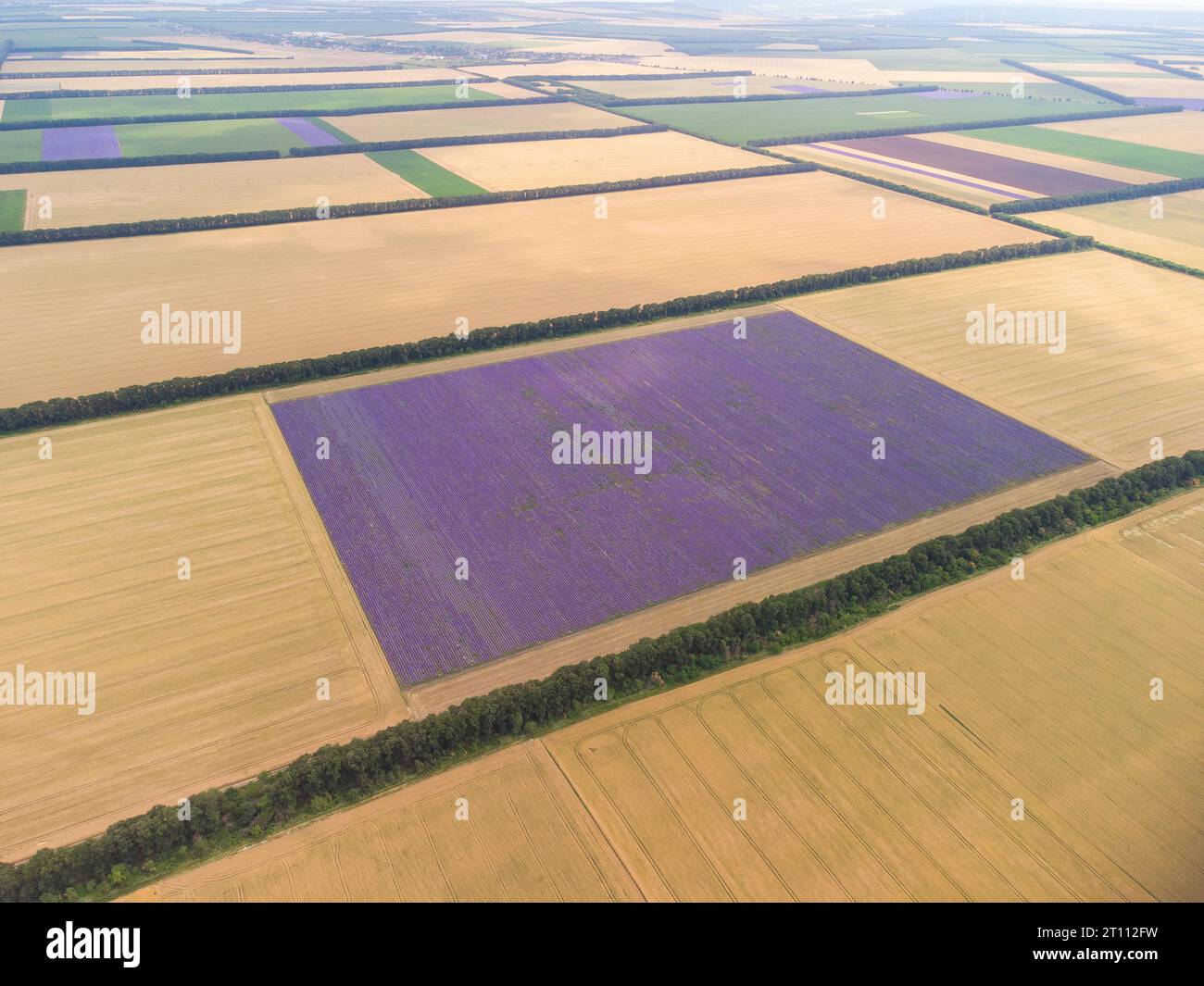 Aerial top view of lavender field at summer day Stock Photo - Alamy