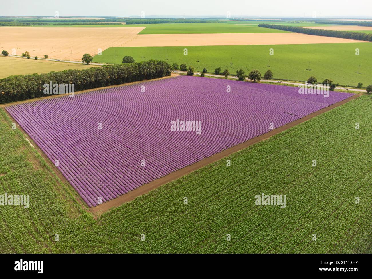 Aerial top view of lavender field at summer day Stock Photo - Alamy