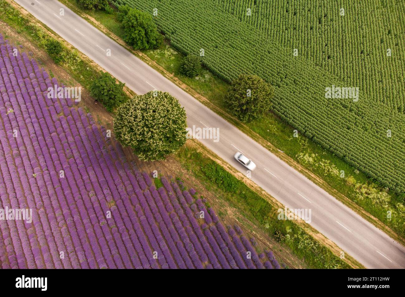 Aerial top view of lavender field at summer day Stock Photo - Alamy