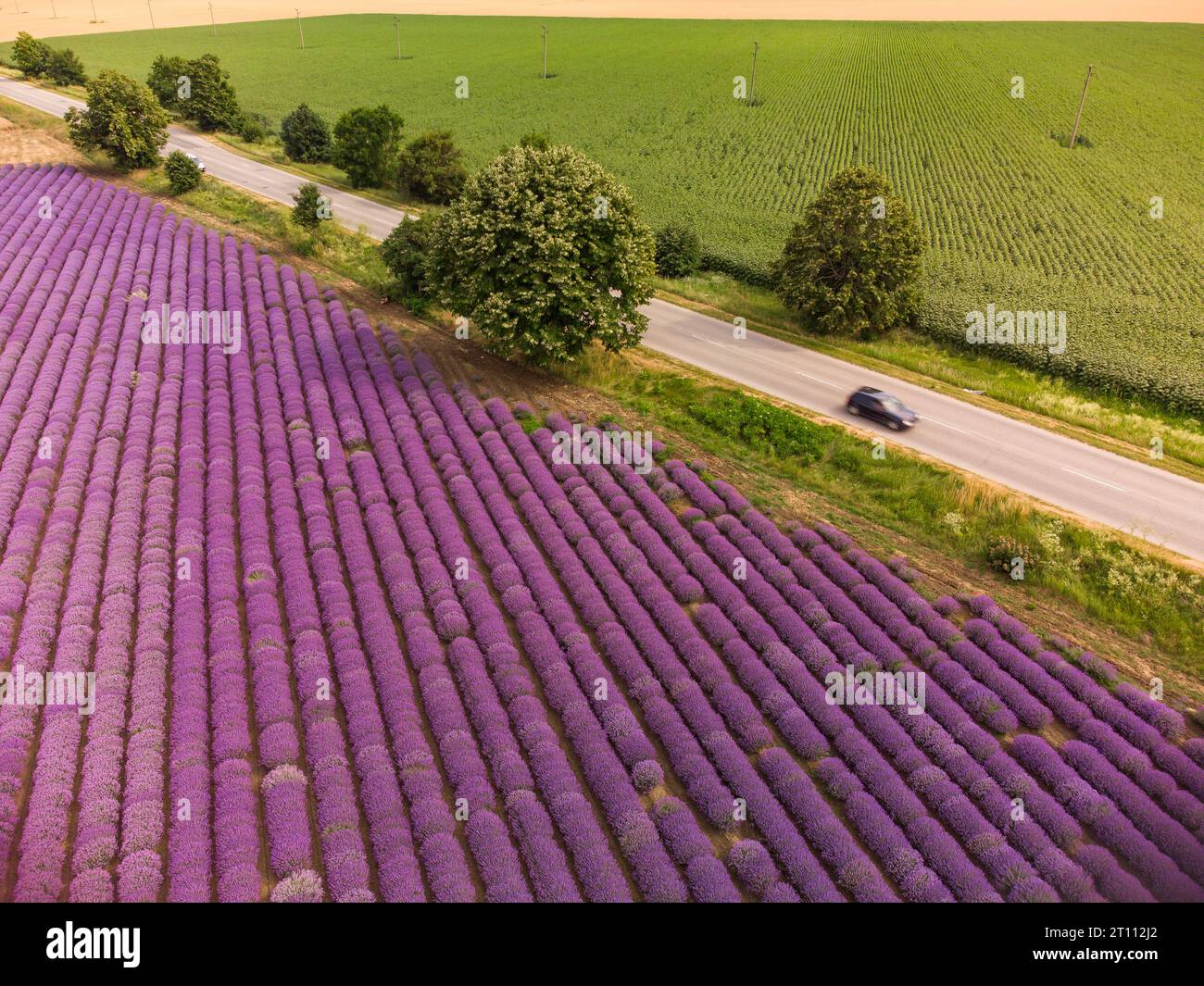 Aerial top view of lavender field at summer day Stock Photo - Alamy