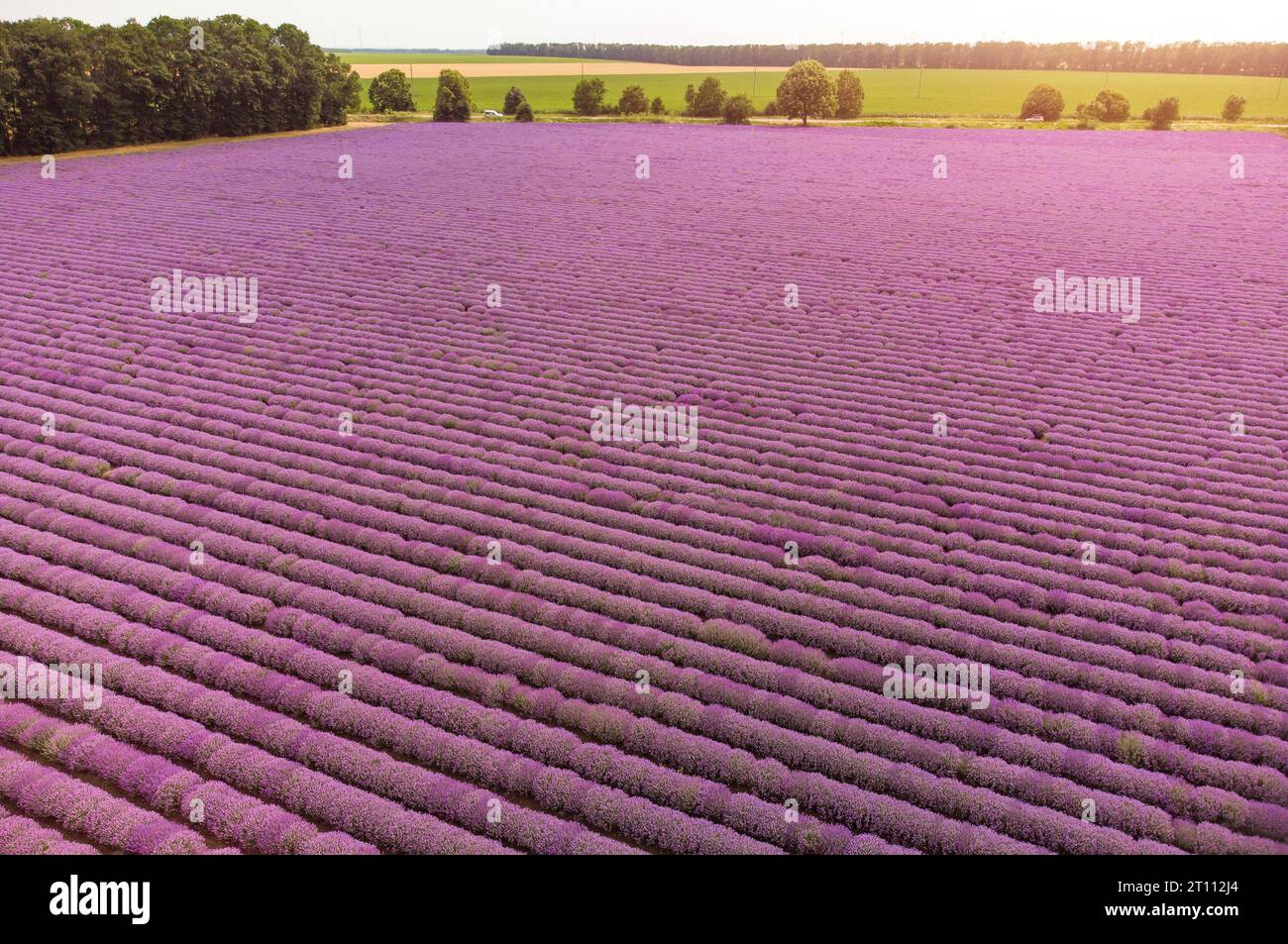 Aerial top view of lavender field at summer day Stock Photo - Alamy