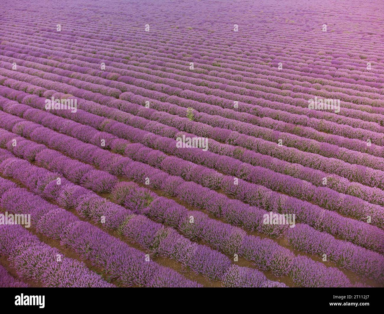 Aerial top view of lavender field at summer day Stock Photo - Alamy
