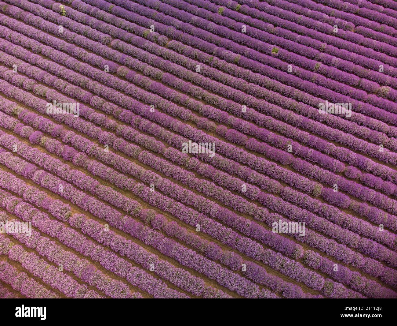 Aerial top view of lavender field at summer day Stock Photo - Alamy