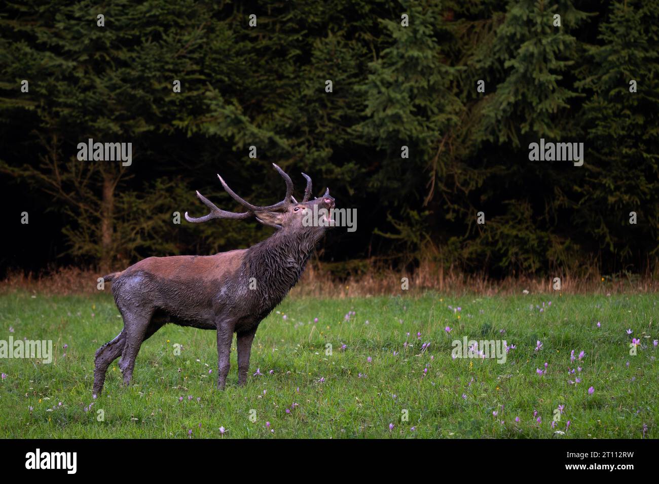 Red Deer - Cervus elaphus, large beautiful iconic animal from European ...