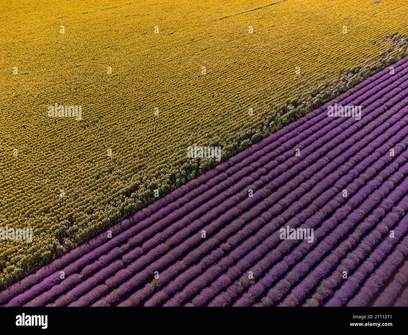 Aerial view sunflowers field sunset hi-res stock photography and images ...