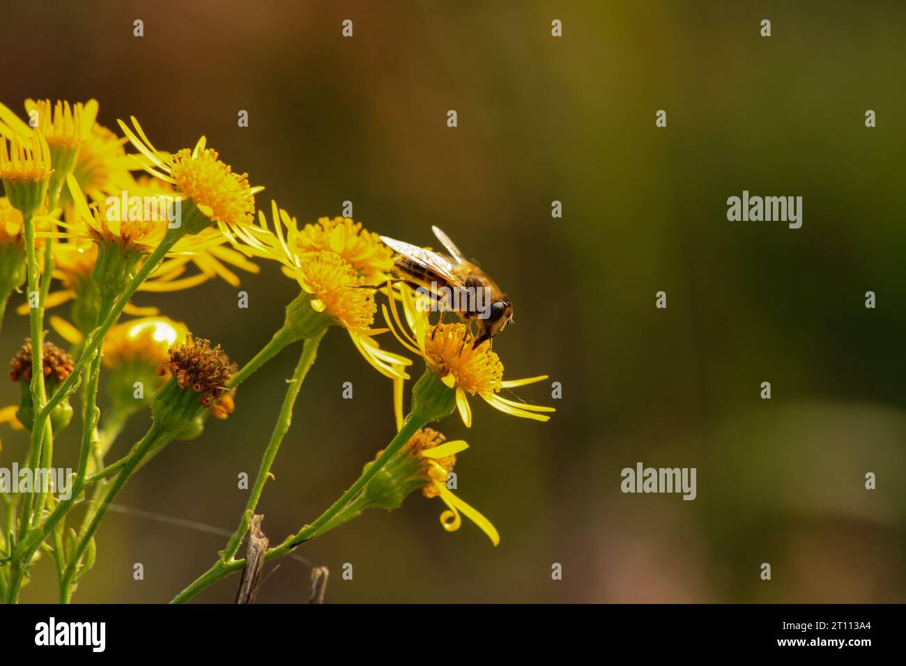 Wasps in summer photography macro hi-res stock photography and images ...