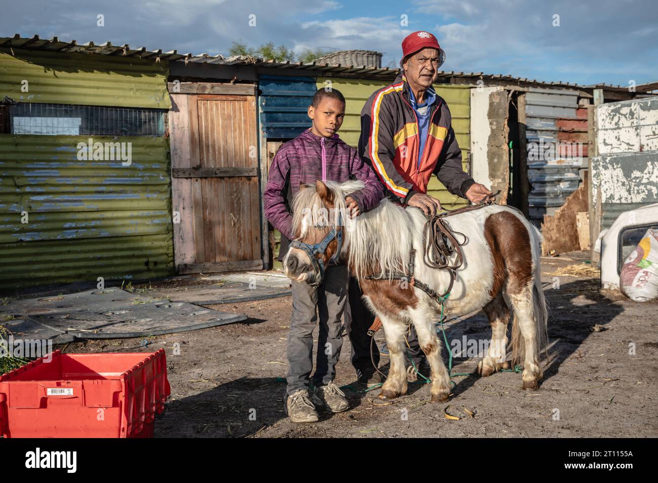 Miniature horse cart hi-res stock photography and images - Alamy