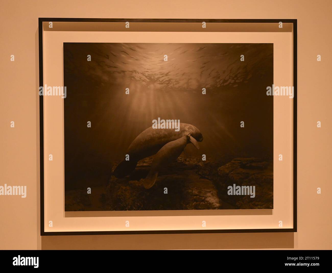 Over the past 50 years, Sugimoto has created pictures which are ...