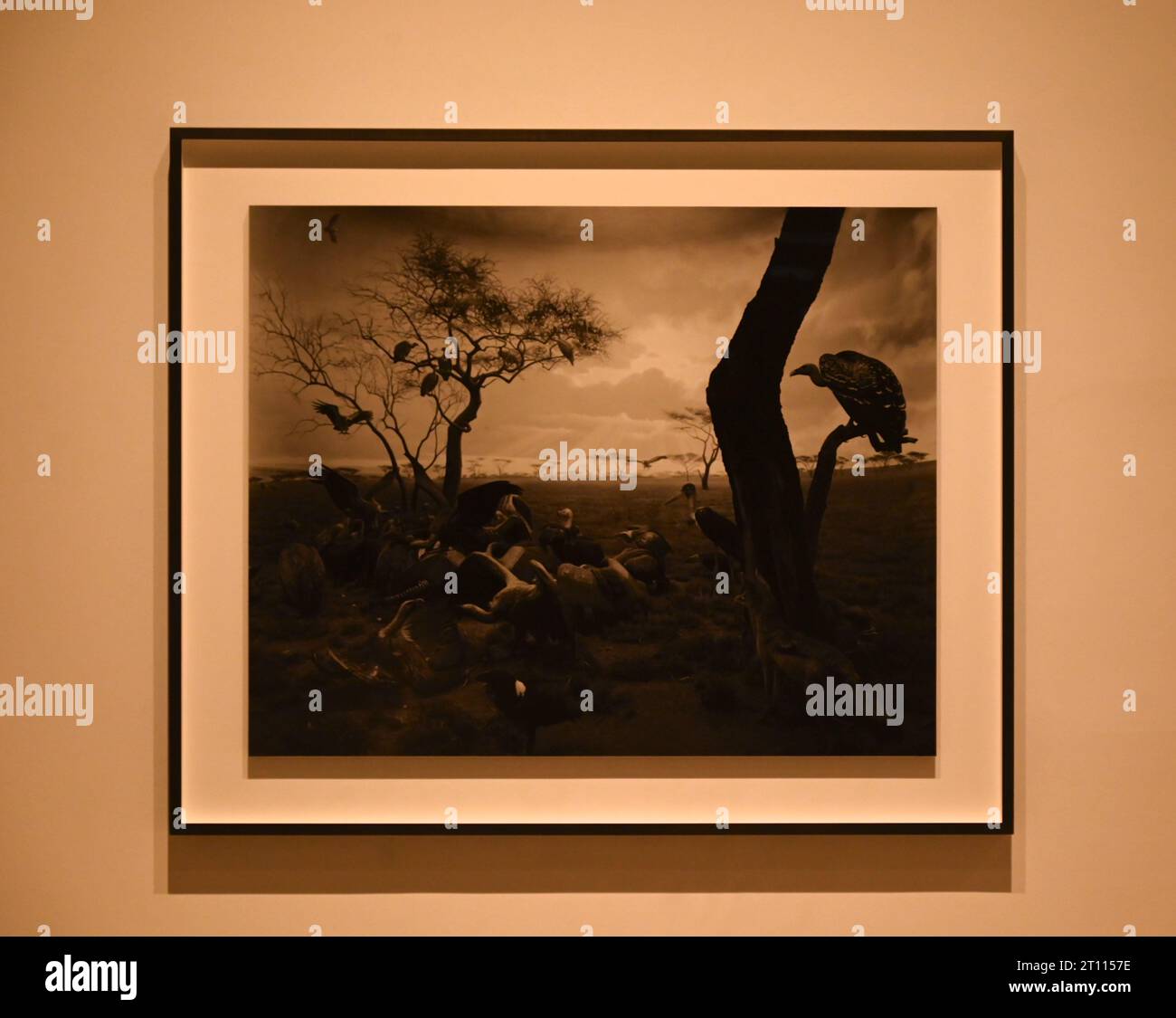 Over the past 50 years, Sugimoto has created pictures which are ...