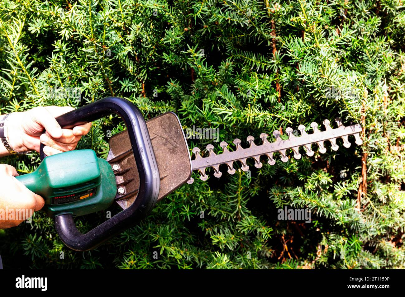 Pflegeschnitte hi-res stock photography and images - Alamy