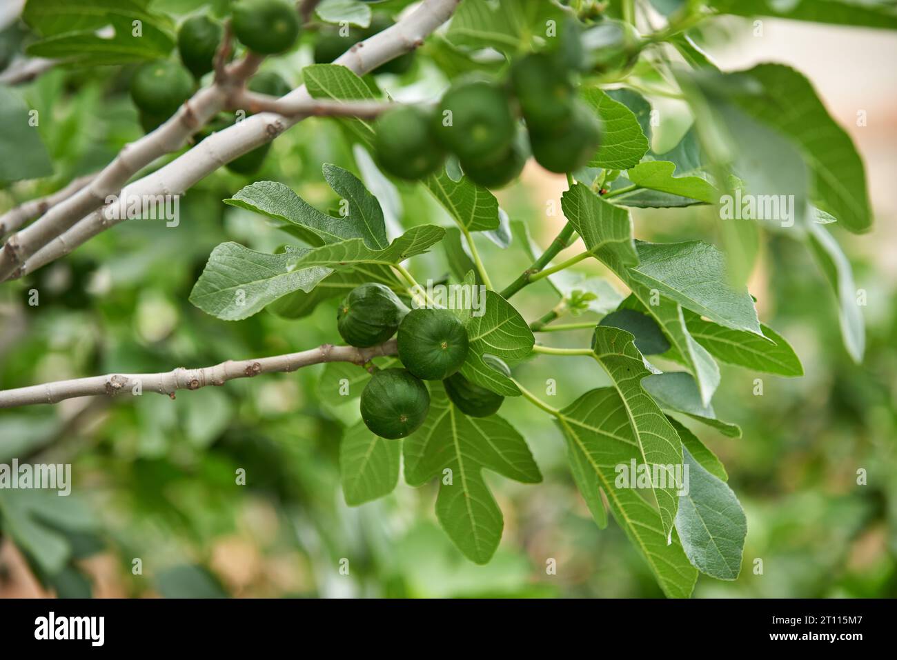 Fig growing hi-res stock photography and images - Alamy