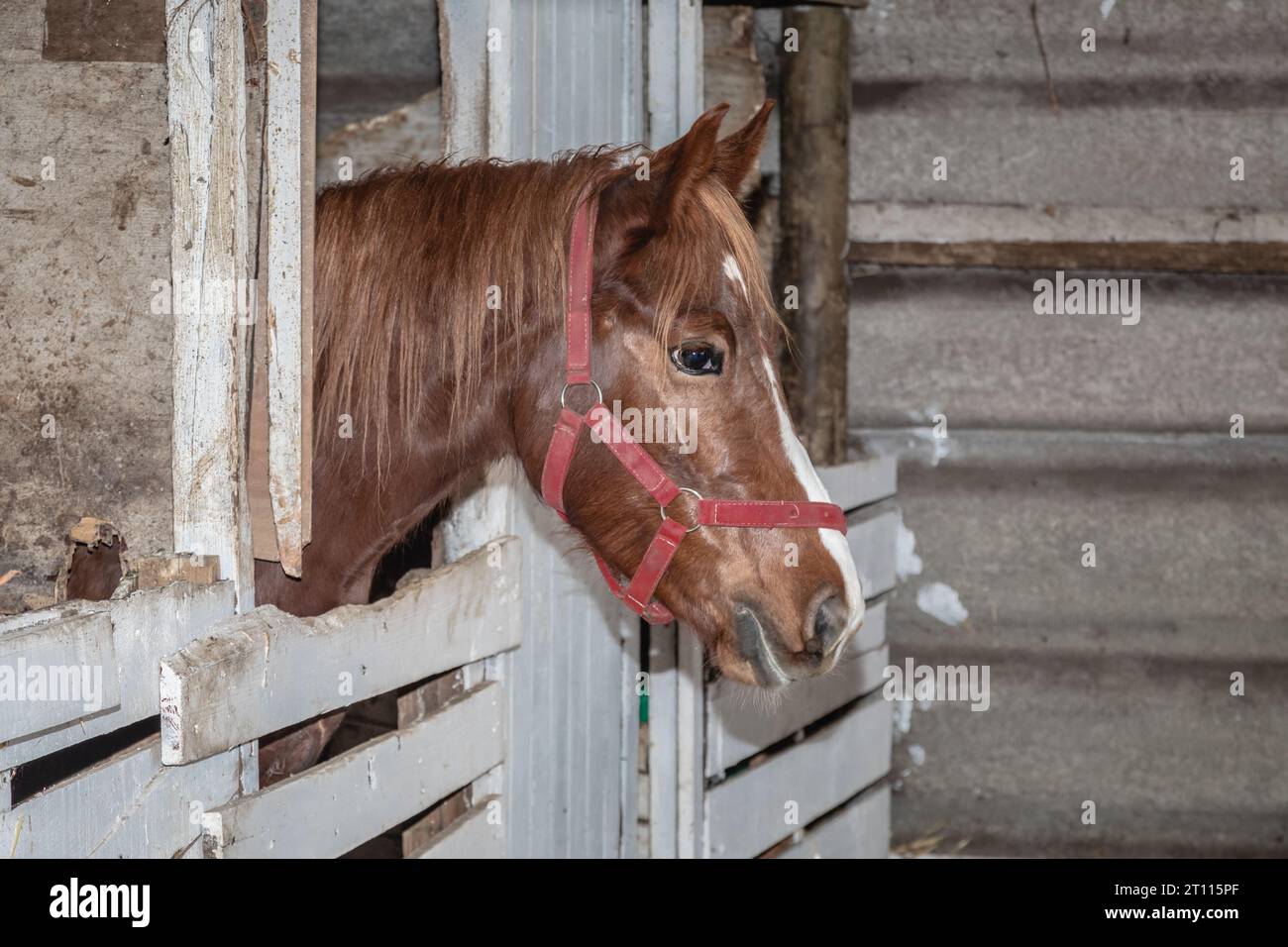Close-up headshot of a chestnut colored horse wearing a red halter ...