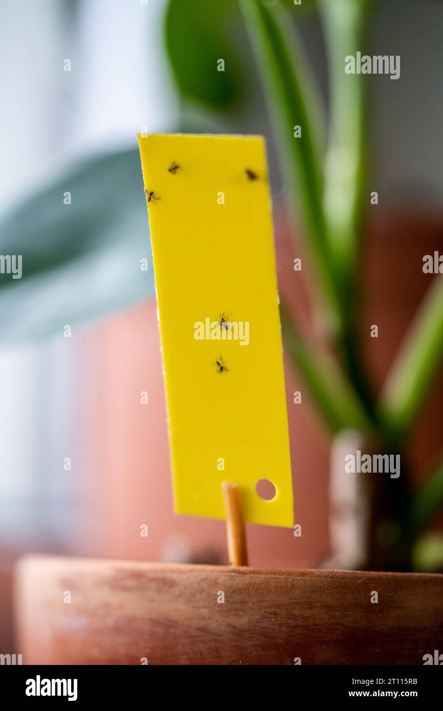 Fungus gnats stuck on yellow sticky trap closeup. Flypaper for ...