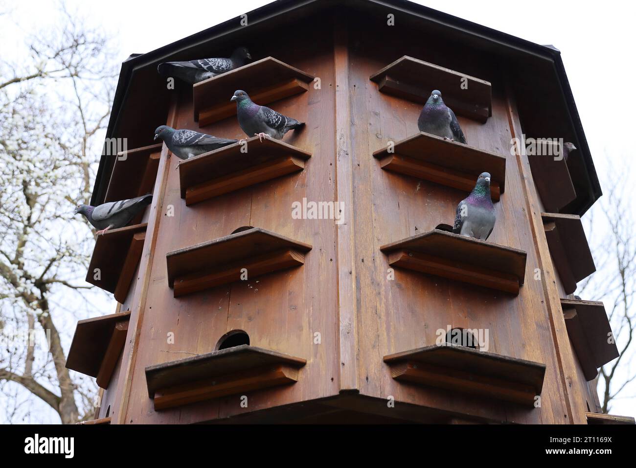 Dovecote in the Park of Würzburg, Bavaria, Germany. Gray doves are ...
