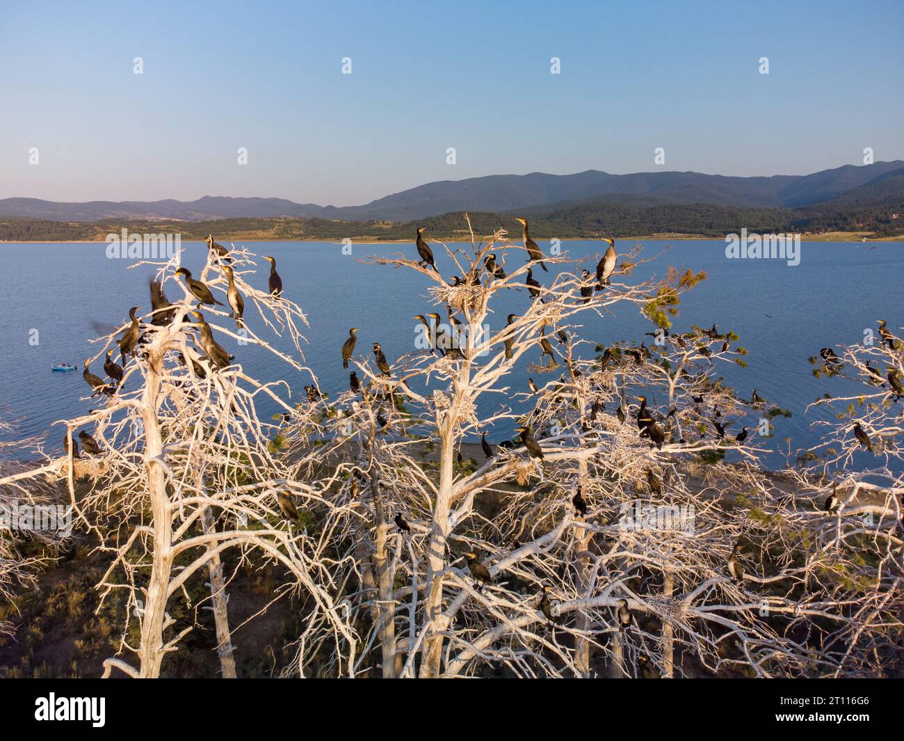 Colony of cormorants on a dead pine trees. This is the nest place of ...