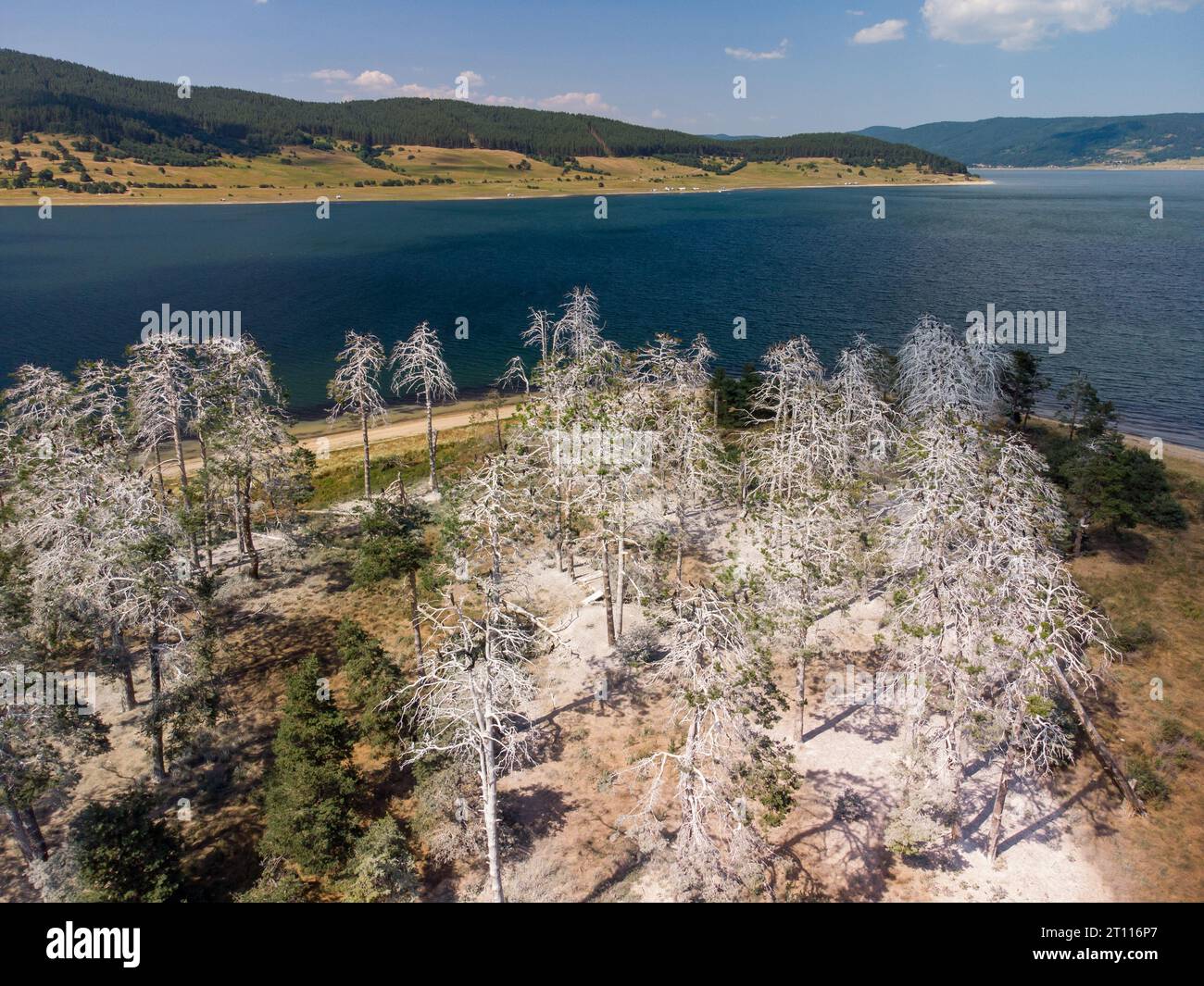 Colony of cormorants on a dead pine trees. This is the nest place of ...