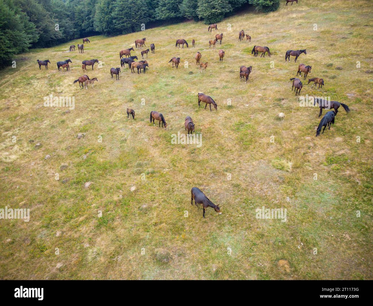 Aerial view of horses head hi-res stock photography and images - Alamy