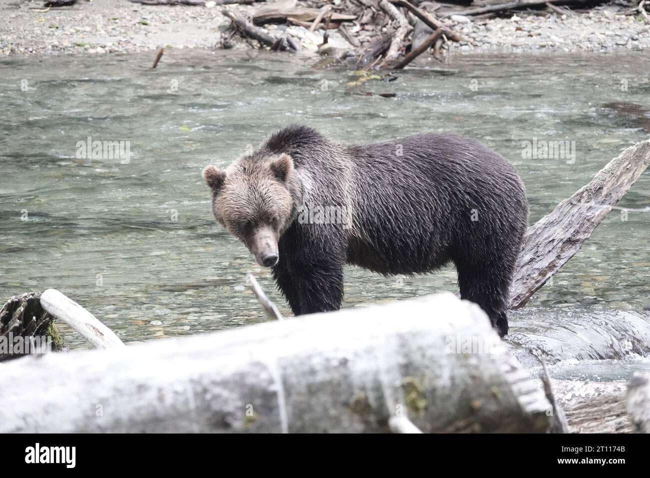 Bute bear hi-res stock photography and images - Alamy