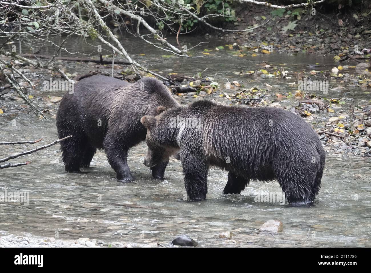 Homalco first nation hi-res stock photography and images - Alamy
