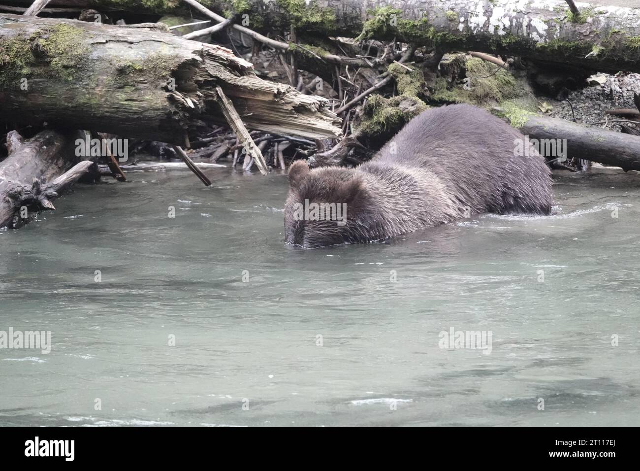 Bute bear hi-res stock photography and images - Alamy